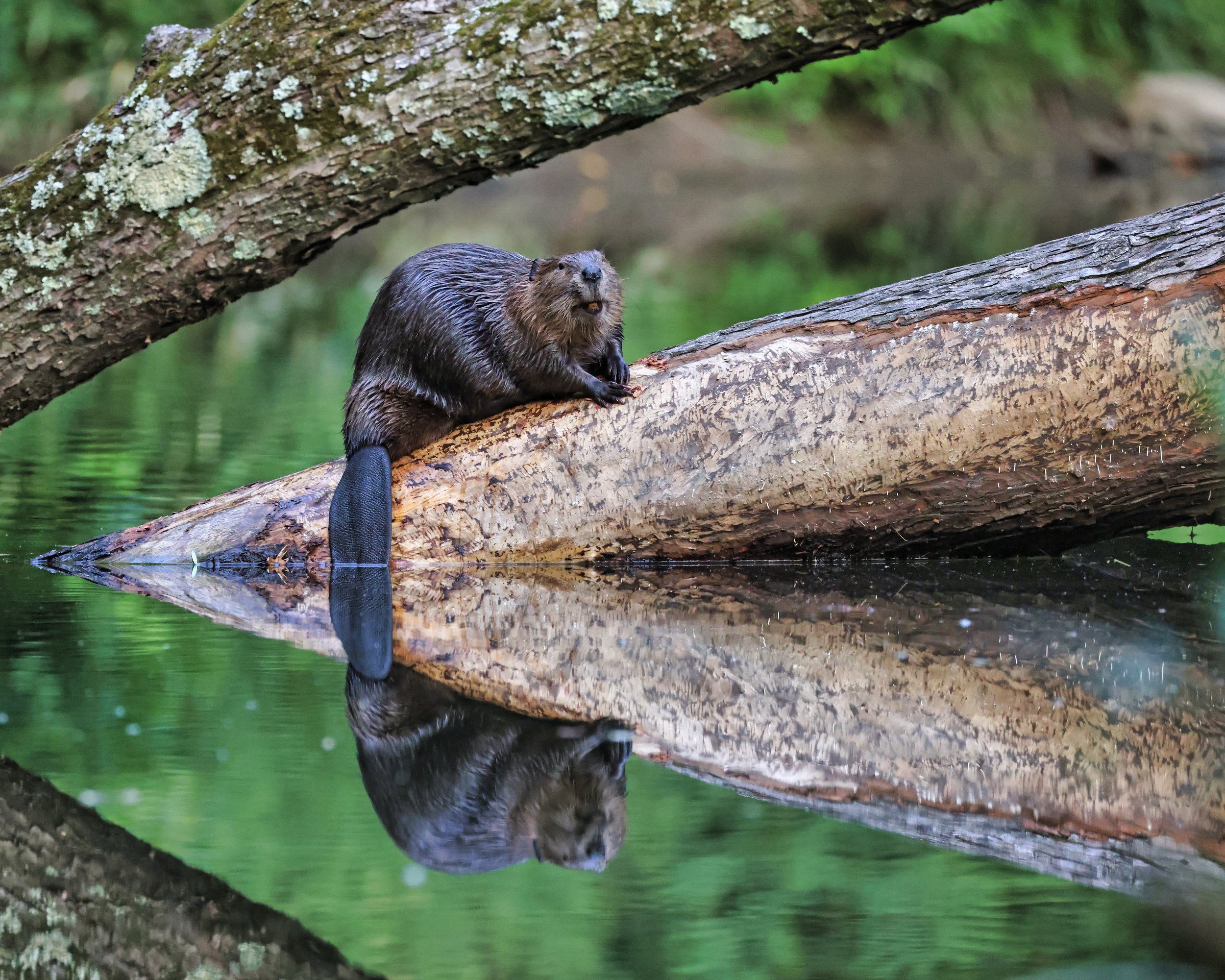 Everyone thrives when beavers manage our waterways